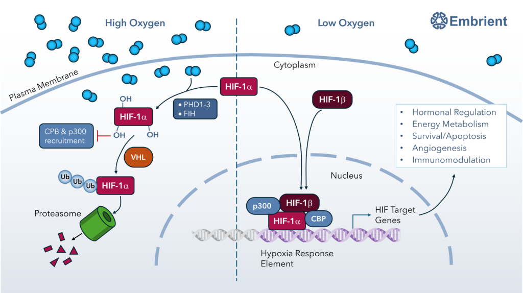 Article: HIF-1α Discovery, Function, and the 2019 Nobel Prize ...