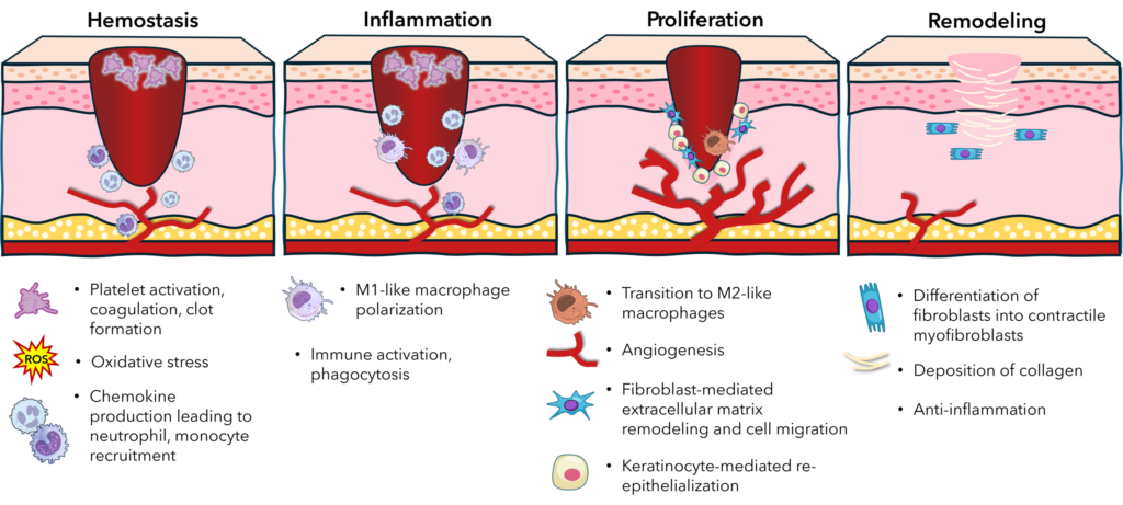The Role of Hypoxia in Wound Healing: A Double-Edged Signal in Tissue ...