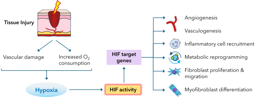 The Role of Hypoxia in Wound Healing: A Double-Edged Signal in Tissue ...